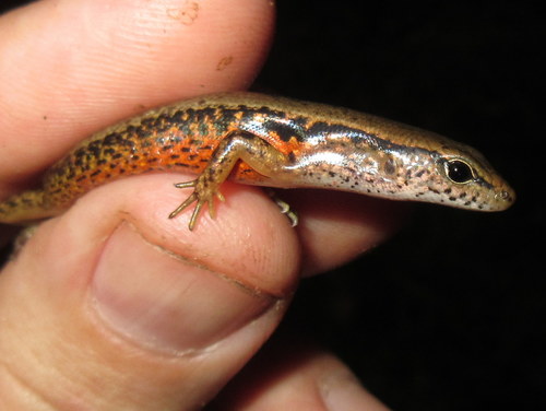 Reeves's Ground Skink (Scincella reevesii) · iNaturalist United Kingdom