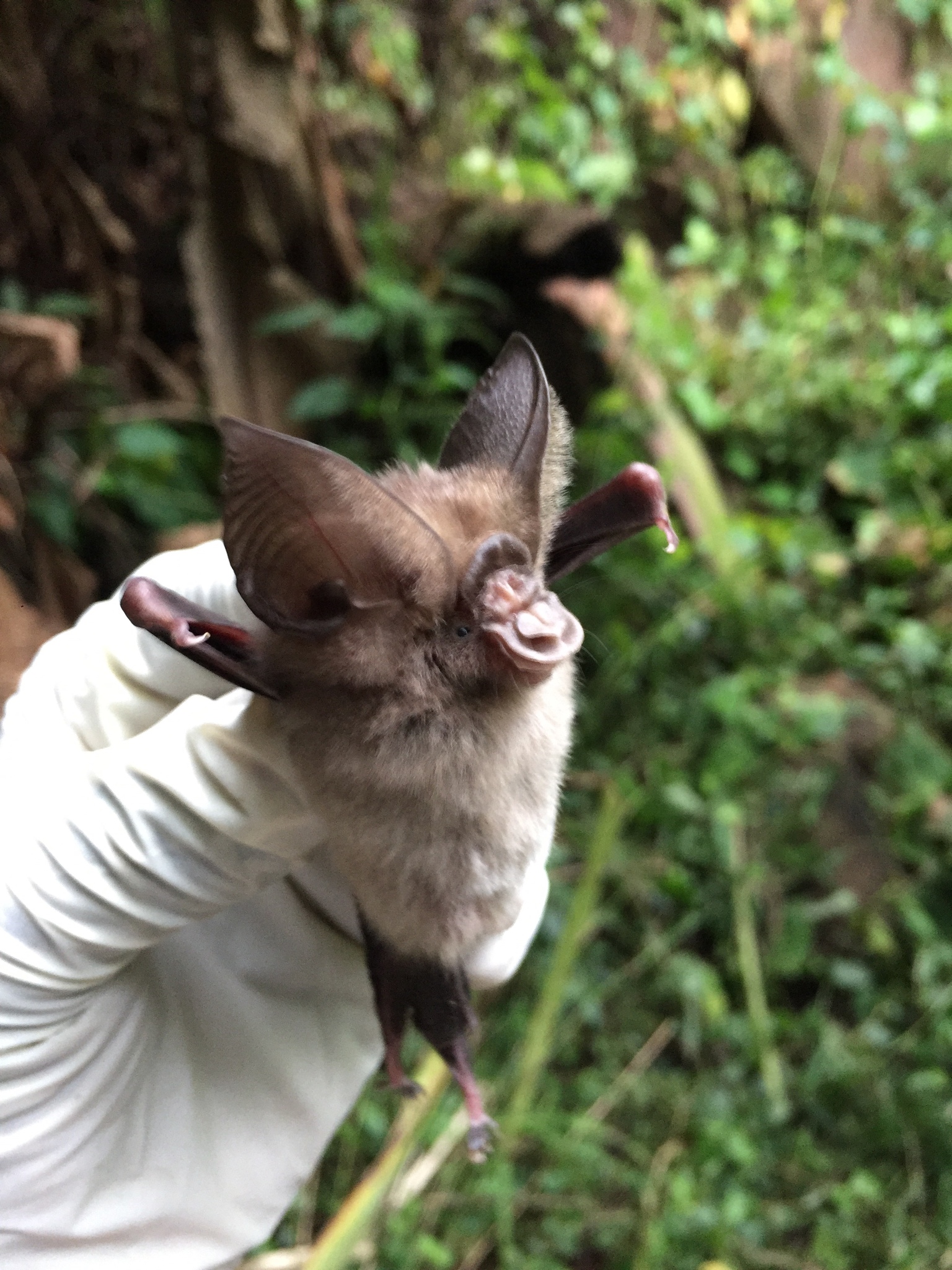 Hipposideros jonesi Hayman, 1947