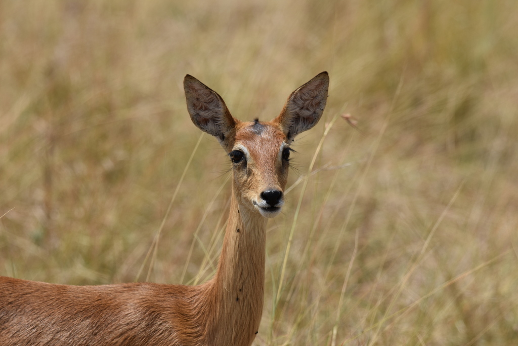 Typical Antelopes (Antilopini) - Know Your Mammals
