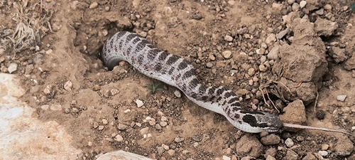 Night Snakes (Hypsiglena) - Snakes and Lizards