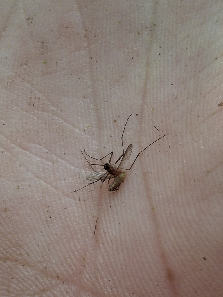 Culicine Mosquitoes from Walker Springs, AL 36545, USA on June 20, 2025 ...