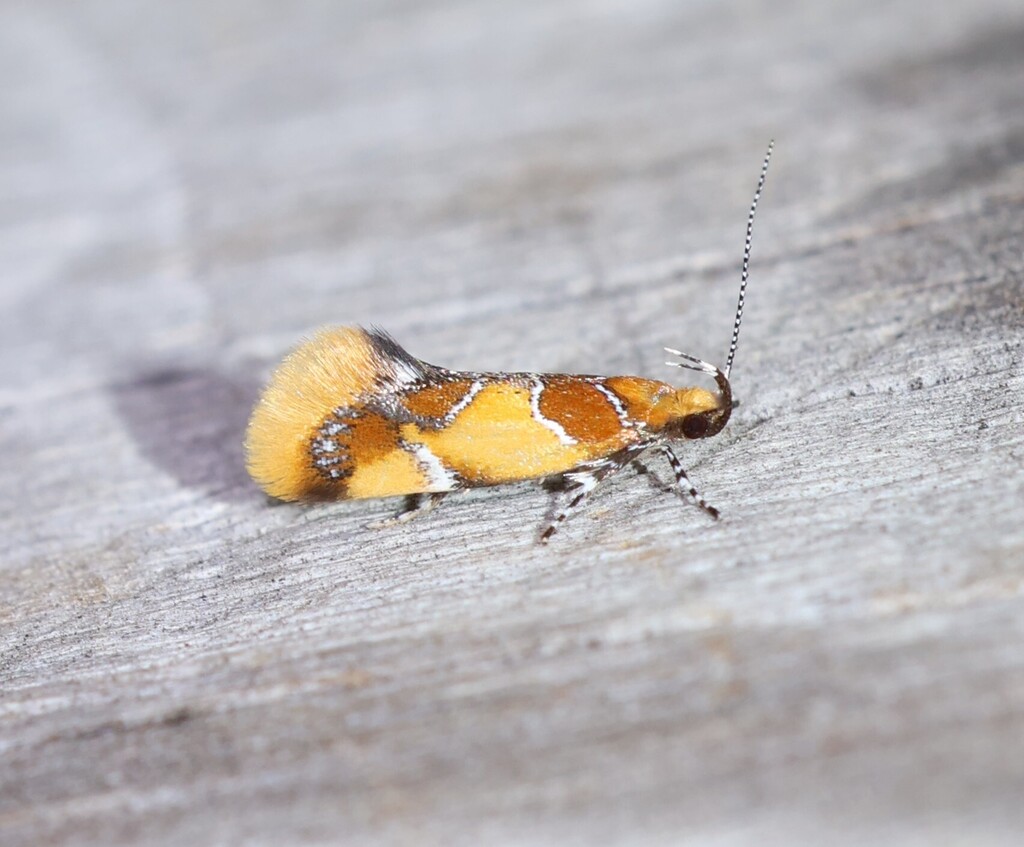 Orange-headed Callima Moth from Mary Gray Bird Sanctuary, IN, USA on ...