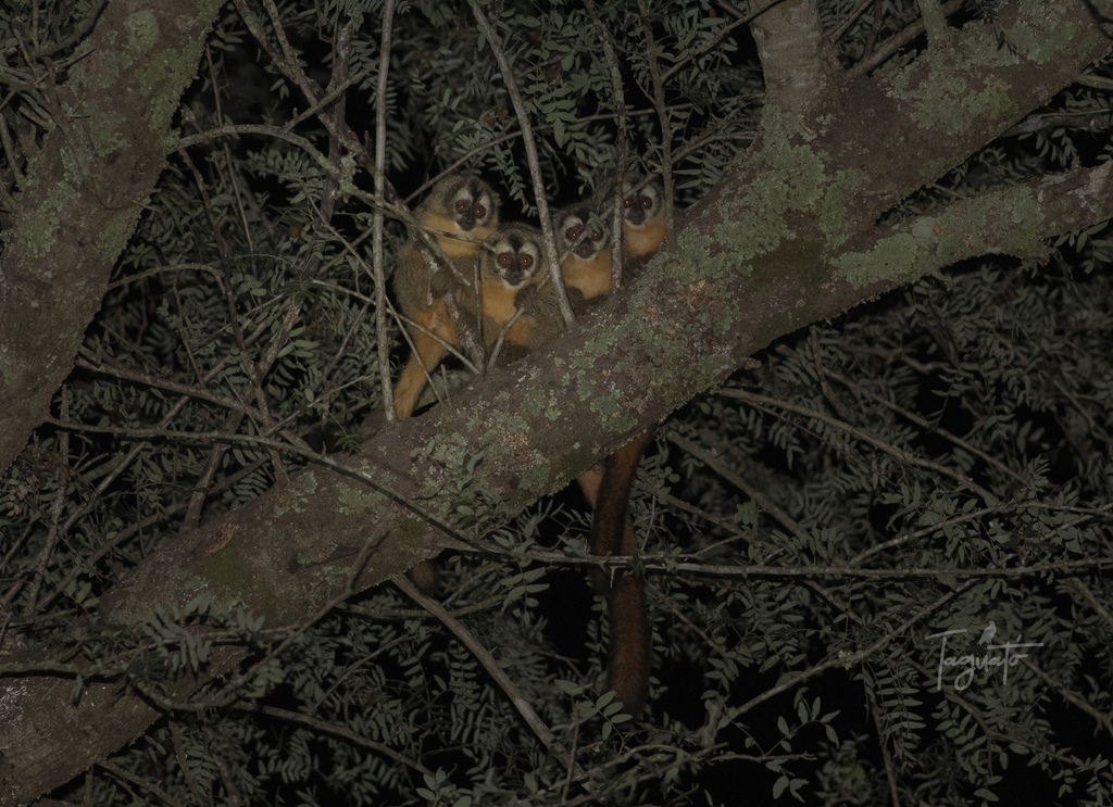 Azara’s Night Monkey from Boquerón, 160211, Paraguay on June 21, 2025 ...