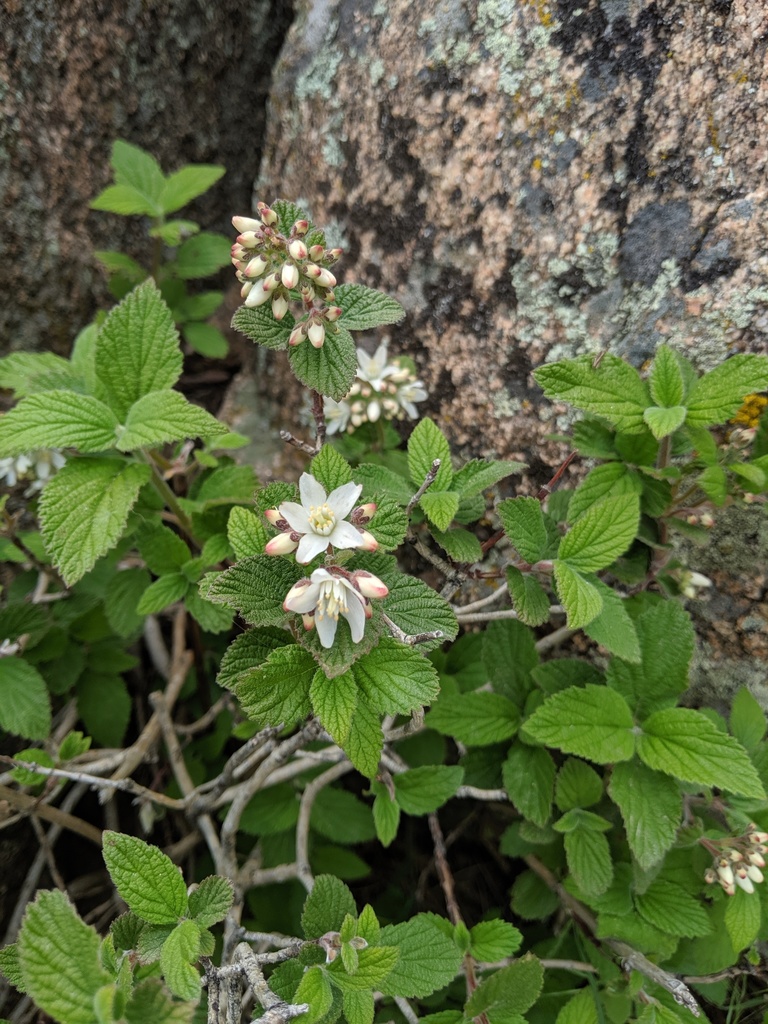 fivepetal cliffbush (Jamesia americana) - Botanical Realm