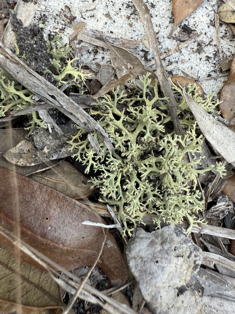 Jester Lichen from Allen David Broussard Catfish Creek Preserve State ...