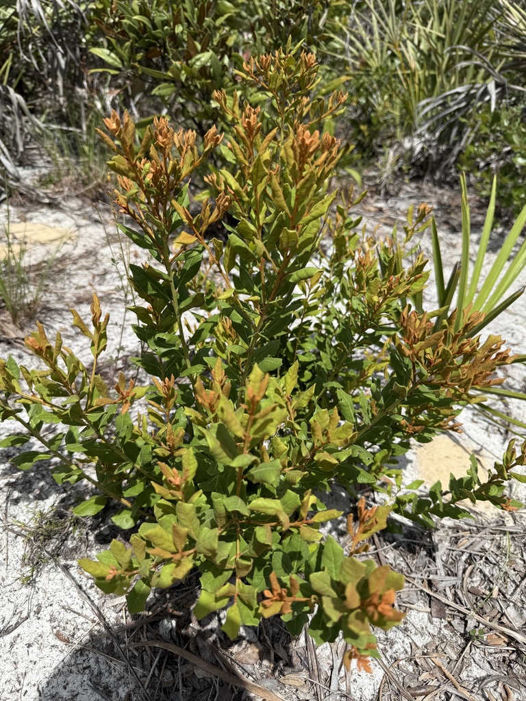 rusty staggerbush from Allen David Broussard Catfish Creek Preserve ...
