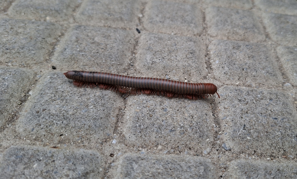 Litostrophus from 5R66+F3X, Tha Thewawong, Ko Sichang District, Chon ...