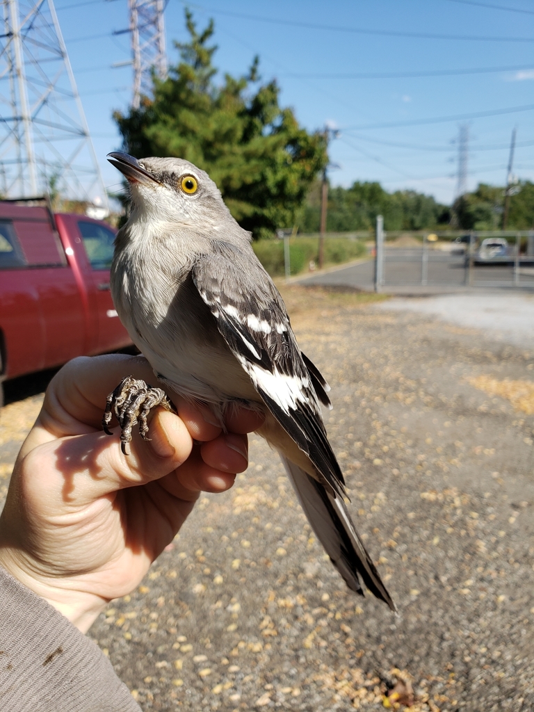 Northern Mockingbird from Lyndhurst, NJ 07071, USA on September 26 ...