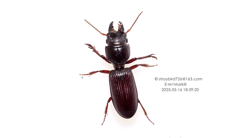 Distichus rectifrons from 中国云南省红河哈尼族彝族自治州屏边苗族自治县 on May 16, 2025 at 06: ...