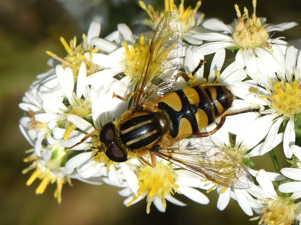 Narrow-headed Marsh Fly from Zion, IL 60099, USA on September 23, 2019 ...