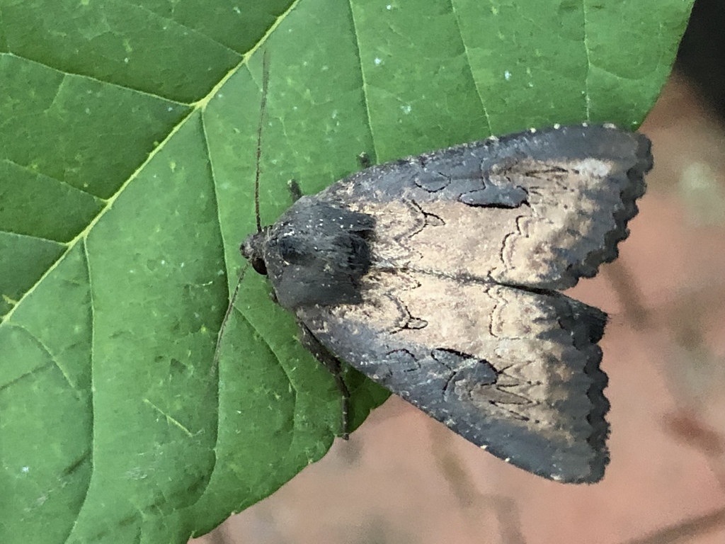 Iris Borer Moth in September 2019 by smwhite · iNaturalist