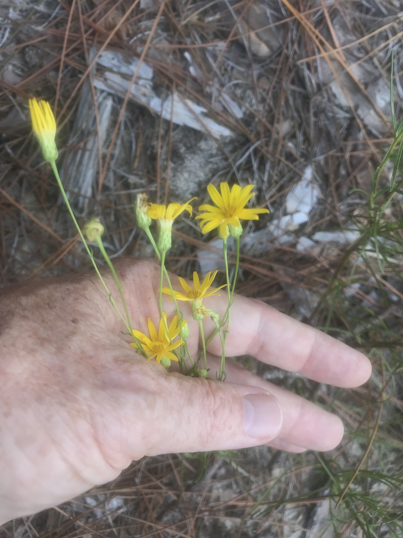 Pityopsis pinifolia (Elliott) Nutt.