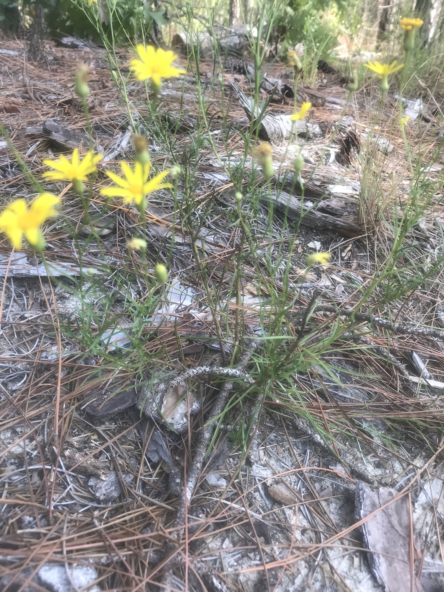 Pityopsis pinifolia (Elliott) Nutt.