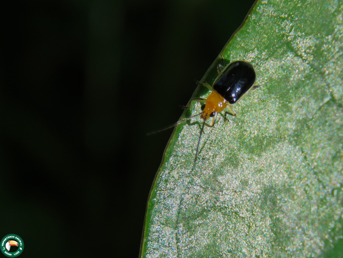 Isotes semiopaca · iNaturalist Ecuador