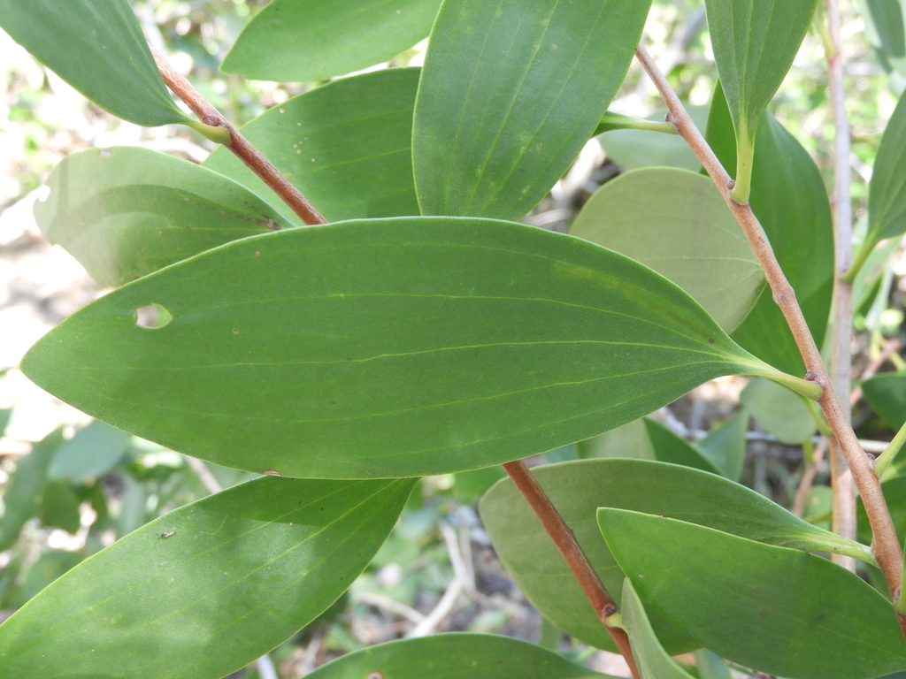 Broad Leaved Tea Tree (Melaleuca viridiflora) - Botanical Realm