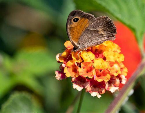 Thomson's Meadow Brown (Maniola halicarnassus) · iNaturalist