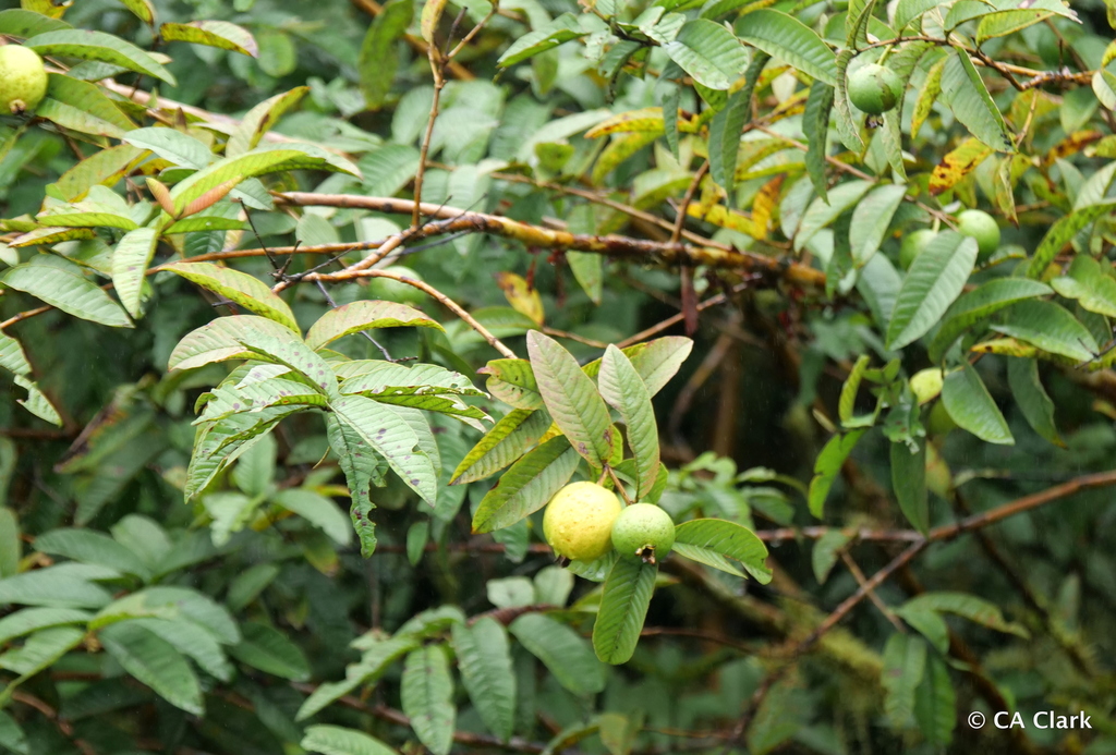 Common guava from Isabela, Galápagos, Ecuador on July 24, 2019 at 09:04 ...