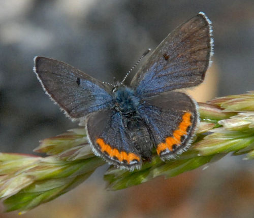 Lupine Blue (Butterflies of Tucson, Arizona) · iNaturalist