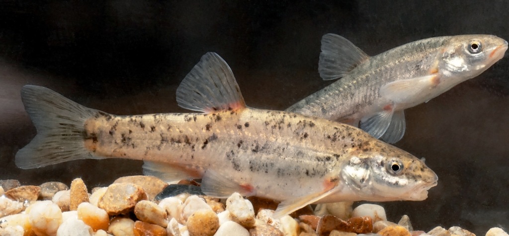 Speckled Dace (Rhinichthys osculus) - Marine Life Identification
