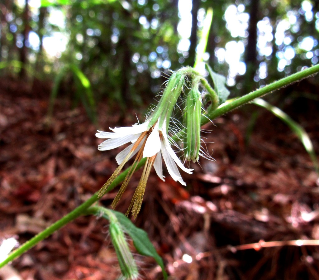 barbed rattlesnake root in October 2016 by Eric Keith. Sandy mesic ...