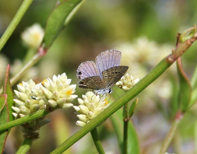 Reakirt's Blue (Butterflies of Tucson, Arizona) · iNaturalist