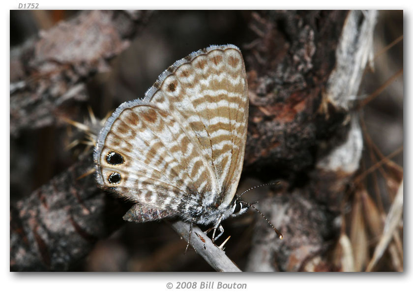 Marine Blue (Butterflies of Tucson, Arizona) · iNaturalist NZ