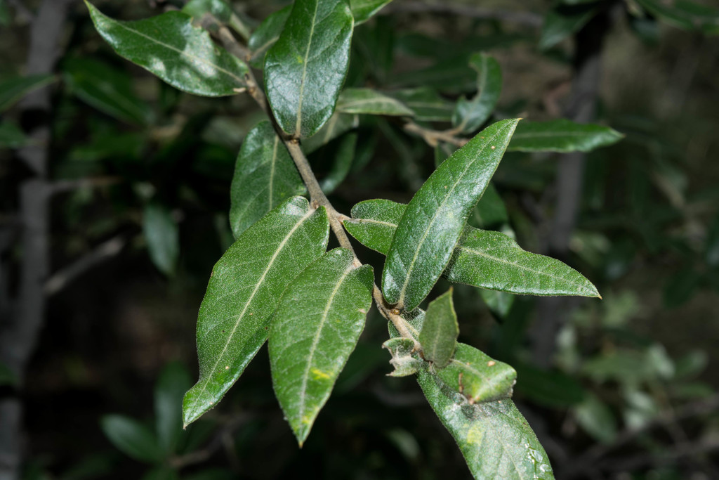 (Quercus durifolia) - Botanical Realm