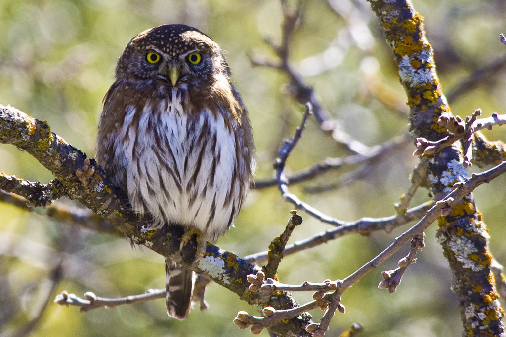 Owls (Strigiformes) - Avian Discovery