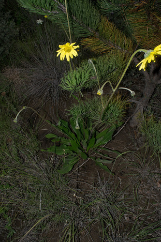 Cachana (Iostephane madrensis)