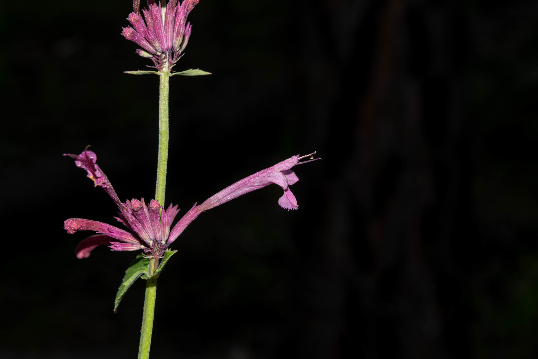 Agastache pallida (Lindl.) Cory