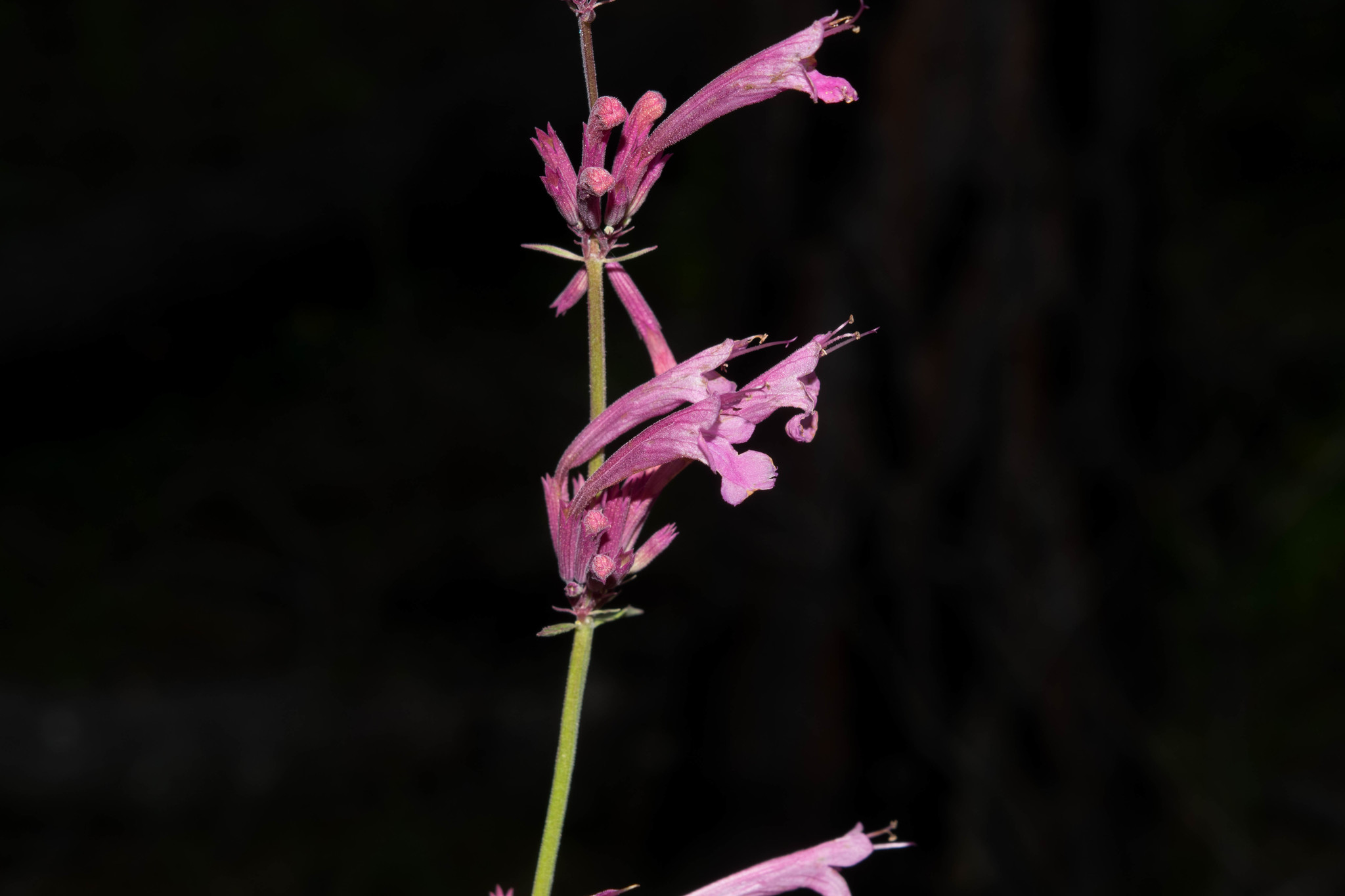 Agastache pallida (Lindl.) Cory