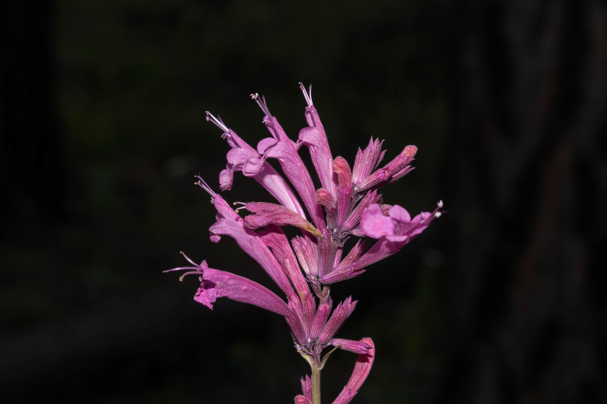 Agastache pallida (Lindl.) Cory