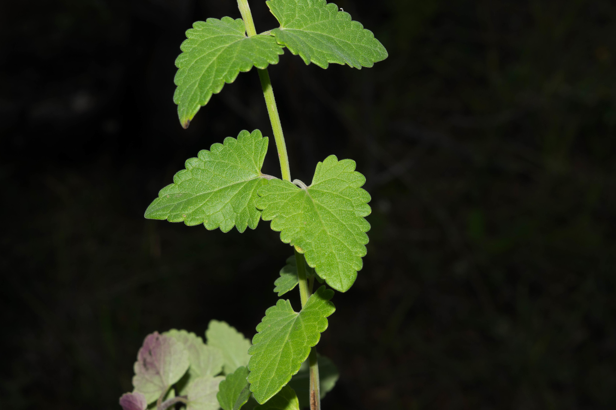 Agastache pallida (Lindl.) Cory