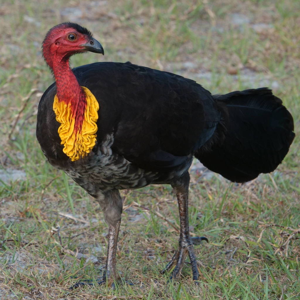 Megapodes (Megapodiidae) - Avian Discovery
