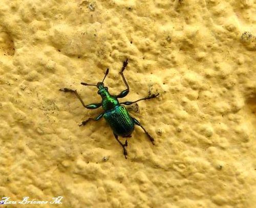 Gorgojo enrollador de hoja (Pilolabus splendens)