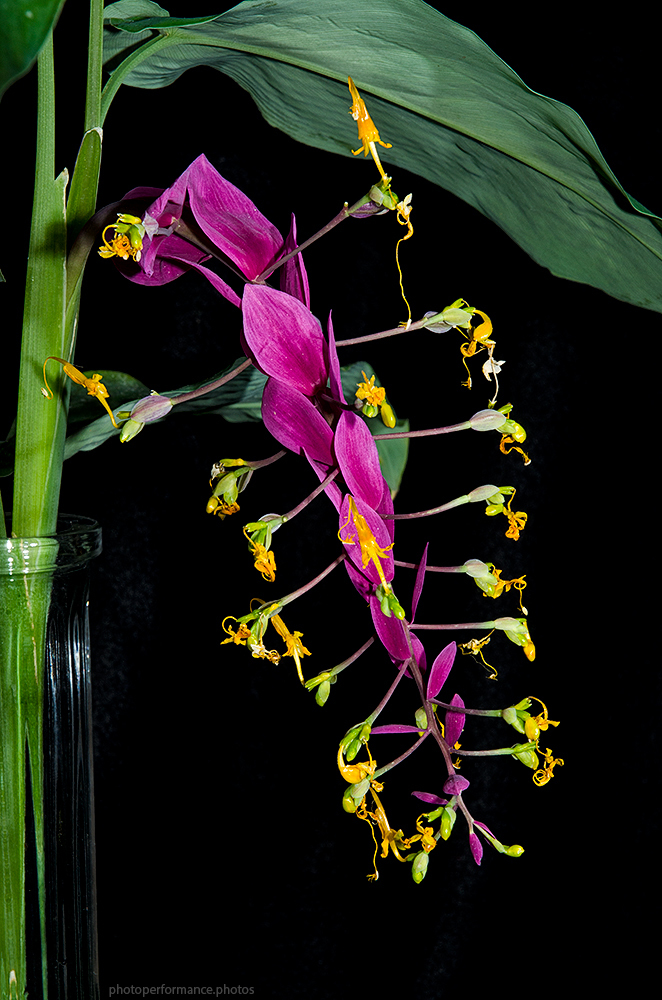 gingers, bananas, and allies (Zingiberales) - Botanical Realm