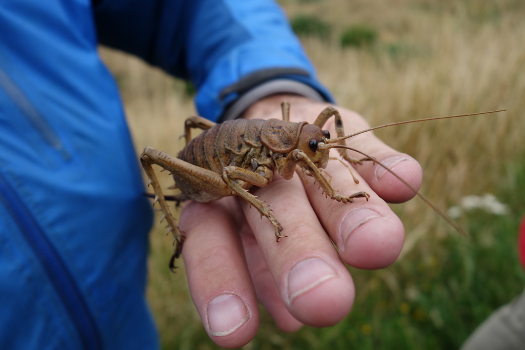 Cook Strait Giant Weta in January 2017 by Ben Ackerley · iNaturalist