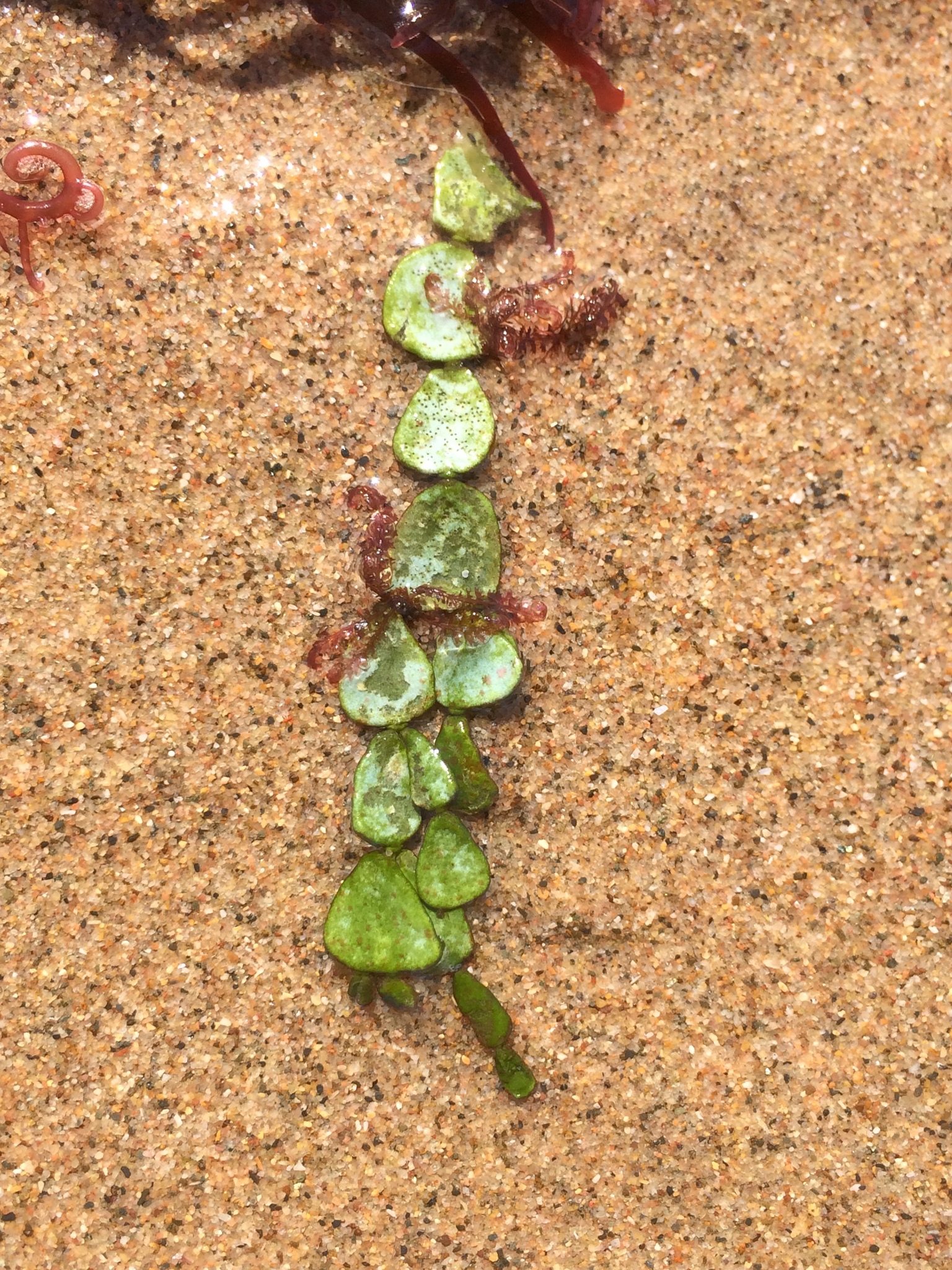 Halimeda cuneata K.Hering