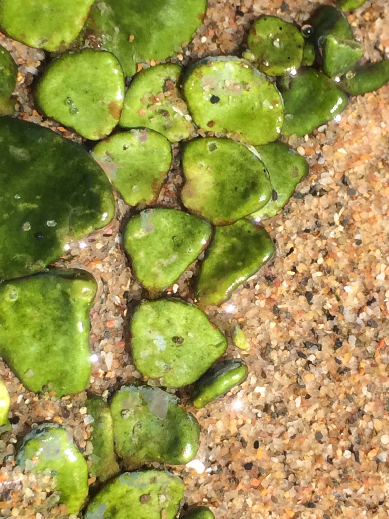 Halimeda cuneata K.Hering