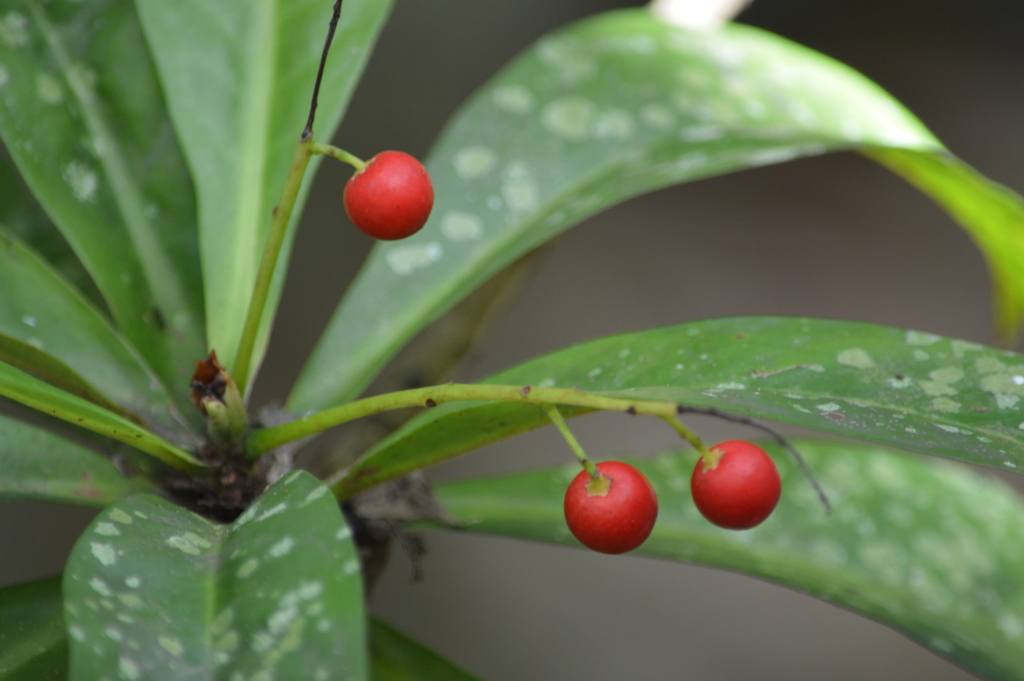 Discocalyx megacarpa (Plants of Guam and the CNMI) · iNaturalist