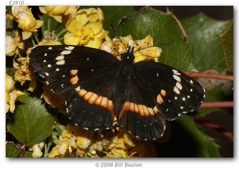 Bordered Patch (Butterflies of Tucson, Arizona) · iNaturalist