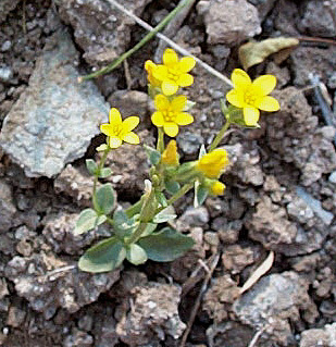 Variety Sebaea pentandra burchellii · iNaturalist