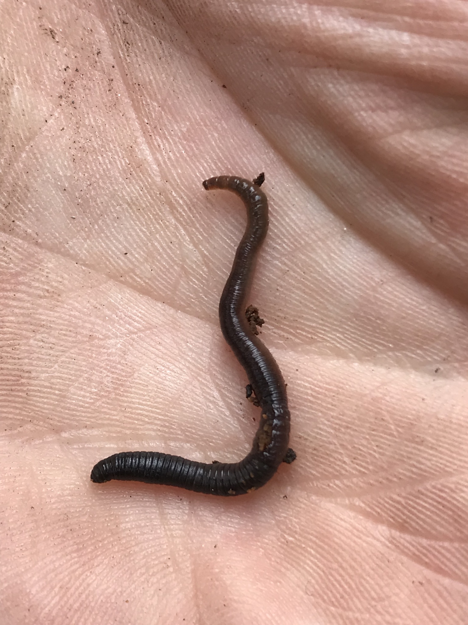 Dendrobaena octaedra (Savigny, 1826)