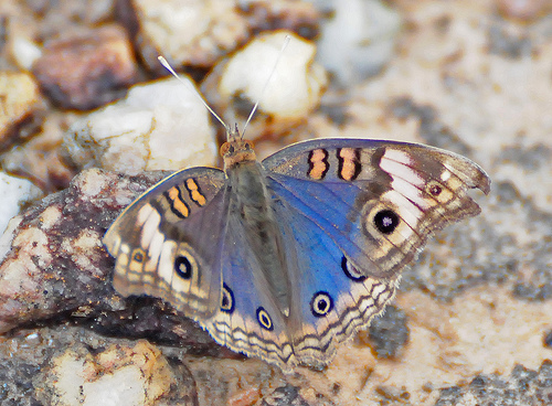 Mangrove Buckeye (Butterflies of Tucson, Arizona) · iNaturalist