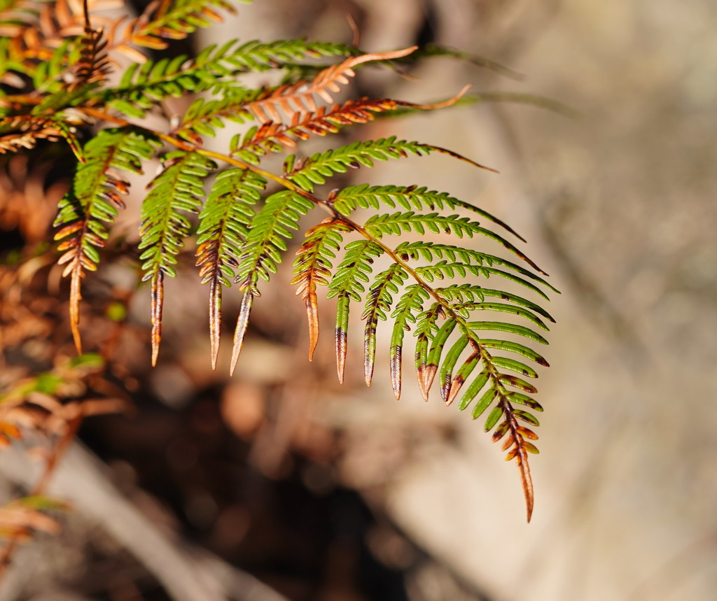 Austral Bracken (Pteridium esculentum) - Botanical Realm