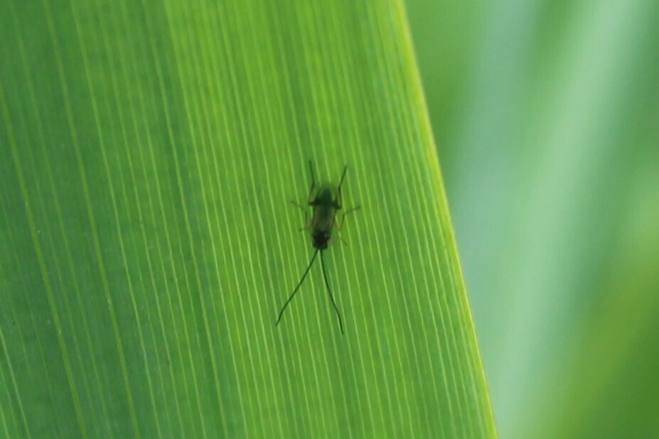 Cabbage White Parasitoid Wasp from Poplar Farm Fields on June 22, 2025 ...