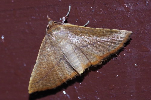 Striglina oceanica · iNaturalist