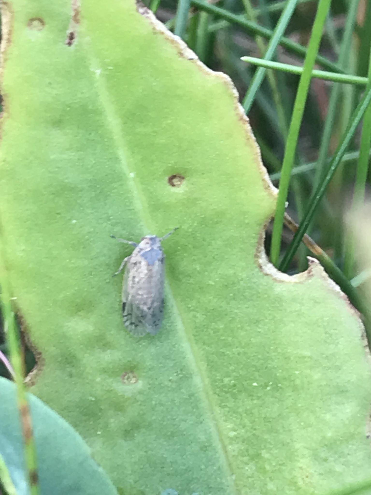 Reptalus quinquecostatus | Insect Vectors of Plant Disease