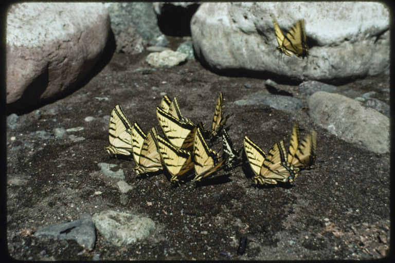 Two-tailed Swallowtail (Butterflies of Tucson, Arizona) · iNaturalist