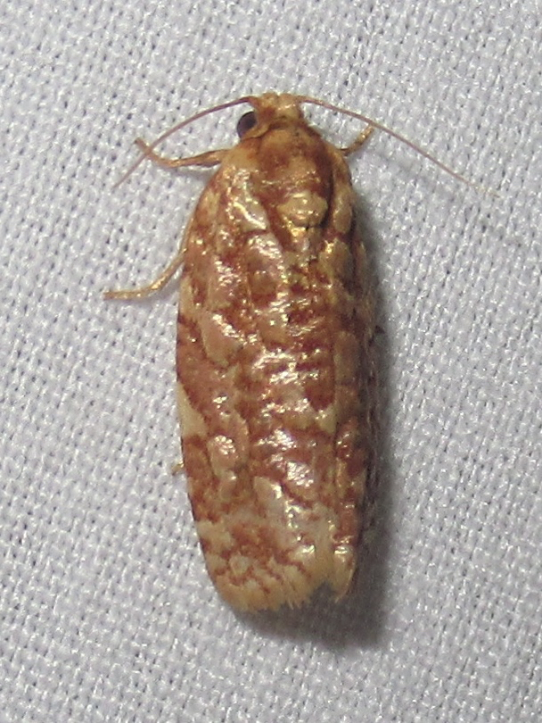 Juniper Budworm Moth (A guide to the micro moths of Austin and Travis ...